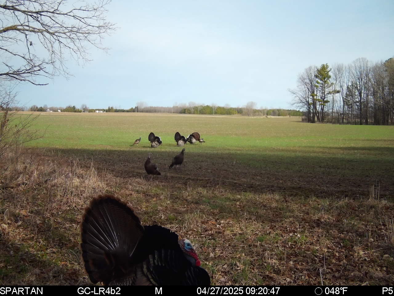 Bobcat stalks and strikes Wisconsin turkey hunter. See Video